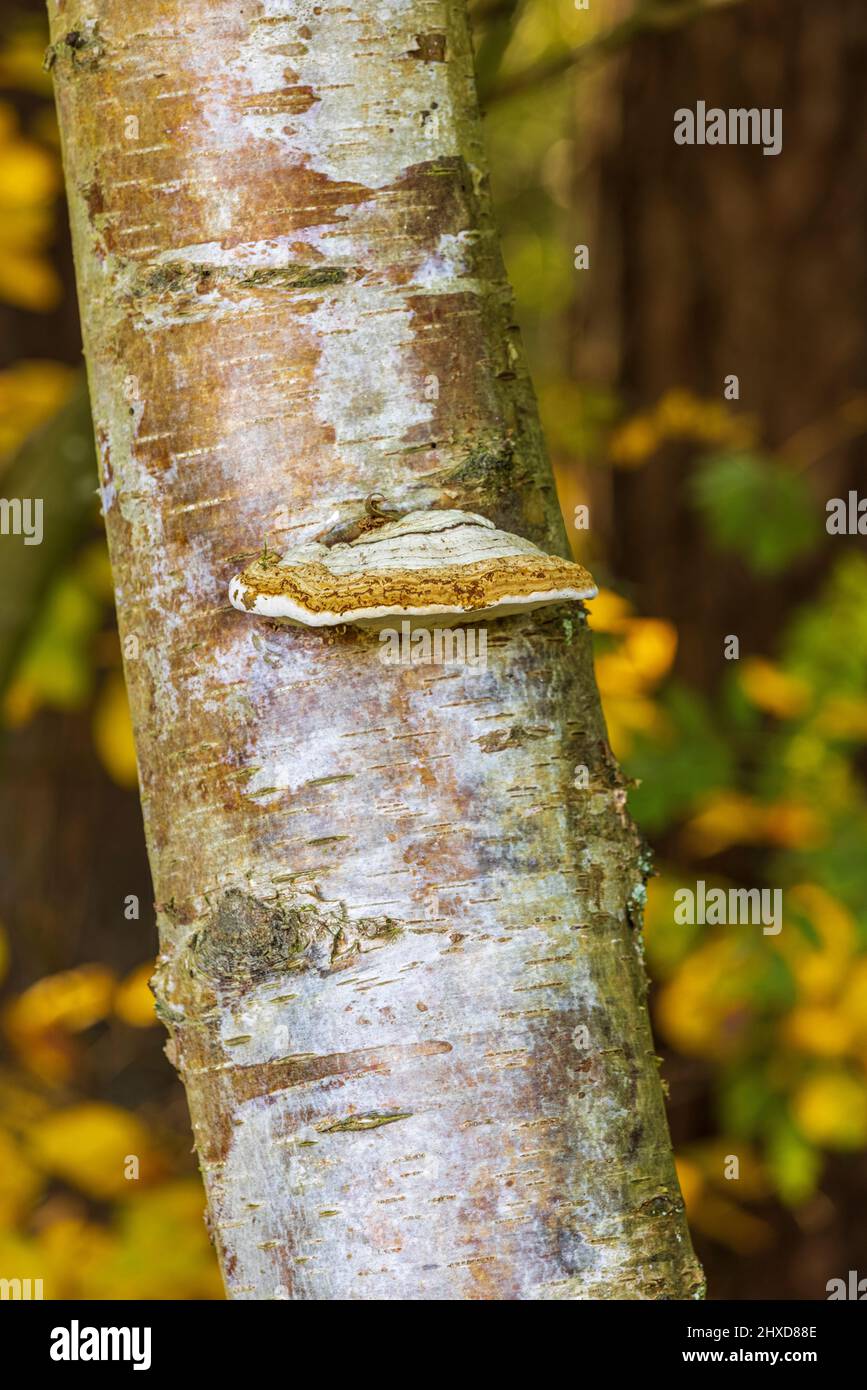 Growth on birch tree hi-res stock photography and images - Alamy
