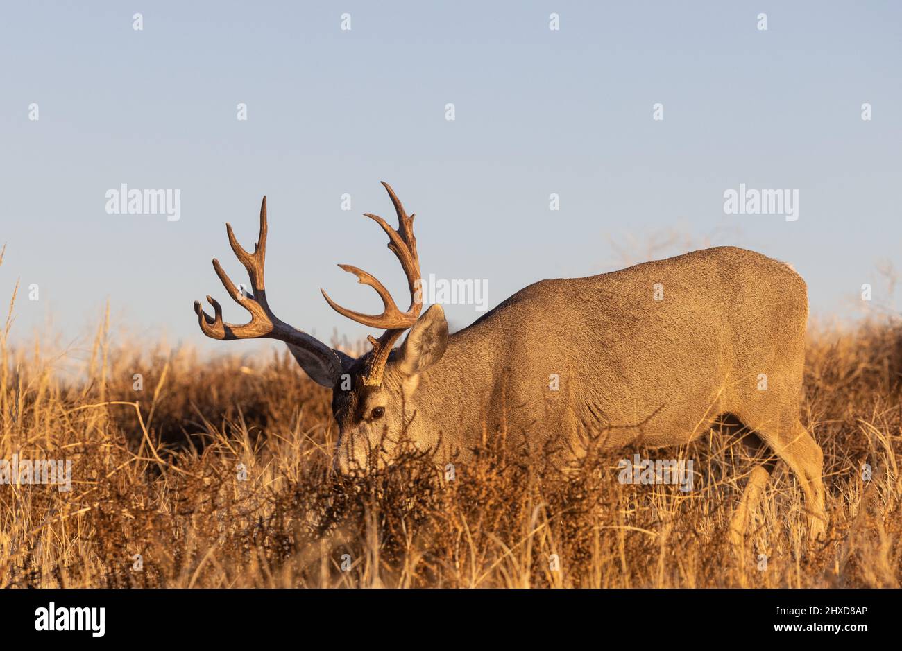 Mule Deer Buck in Autumn in Colorado Stock Photo - Alamy