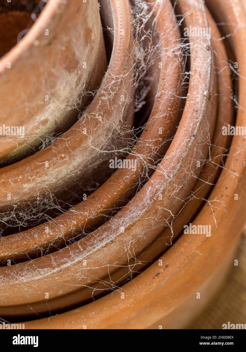 Cobweb covered stack of terracotta plant pots hi-res stock photography ...