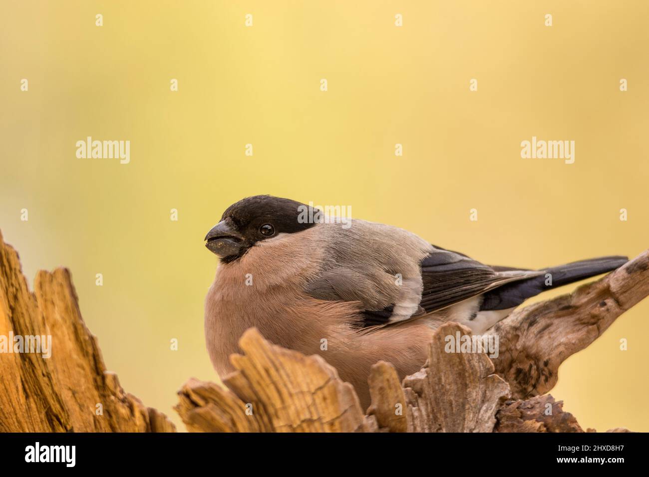 Female bullfinch hi-res stock photography and images - Alamy