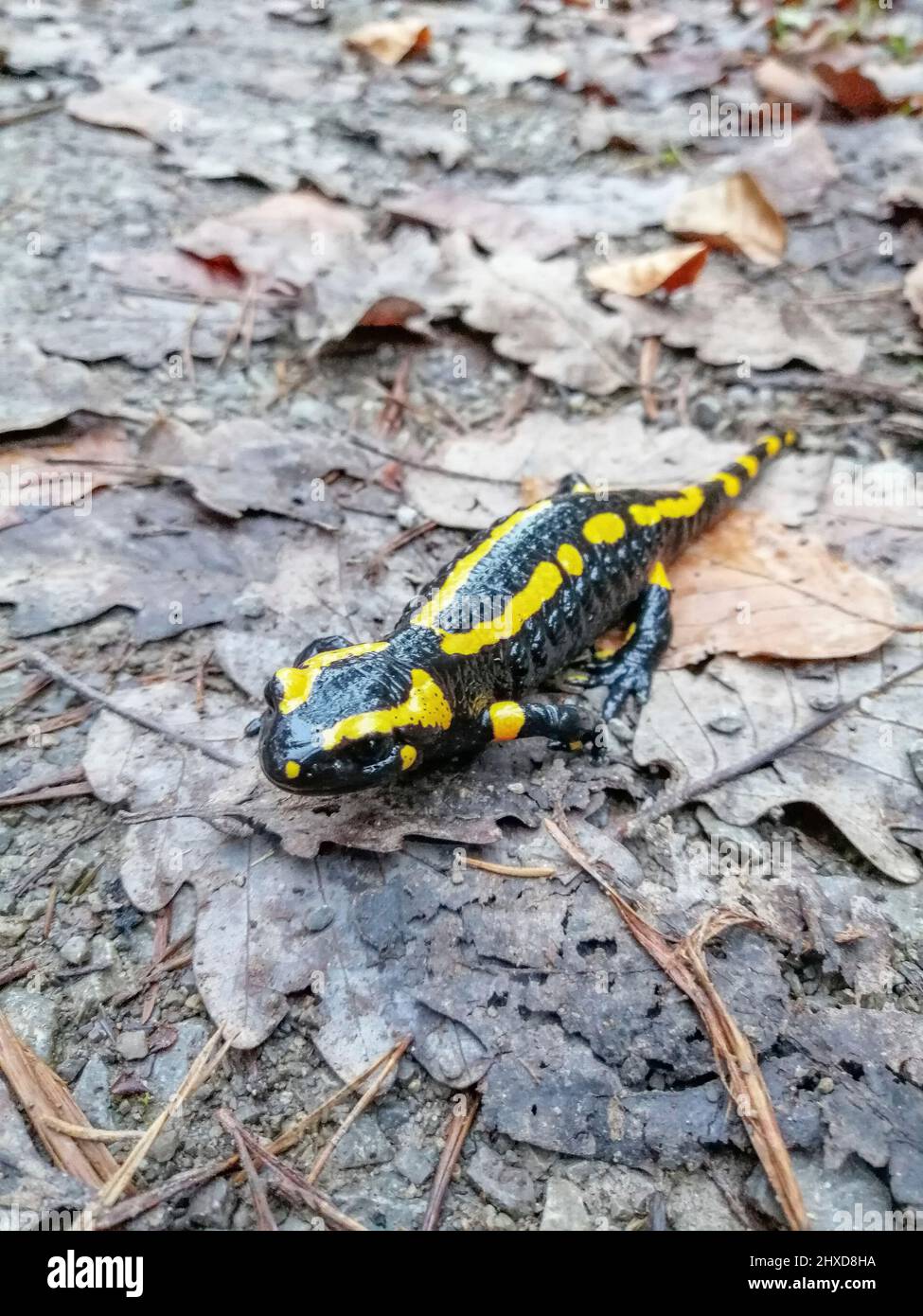 Fire salamander on forest path Stock Photo - Alamy