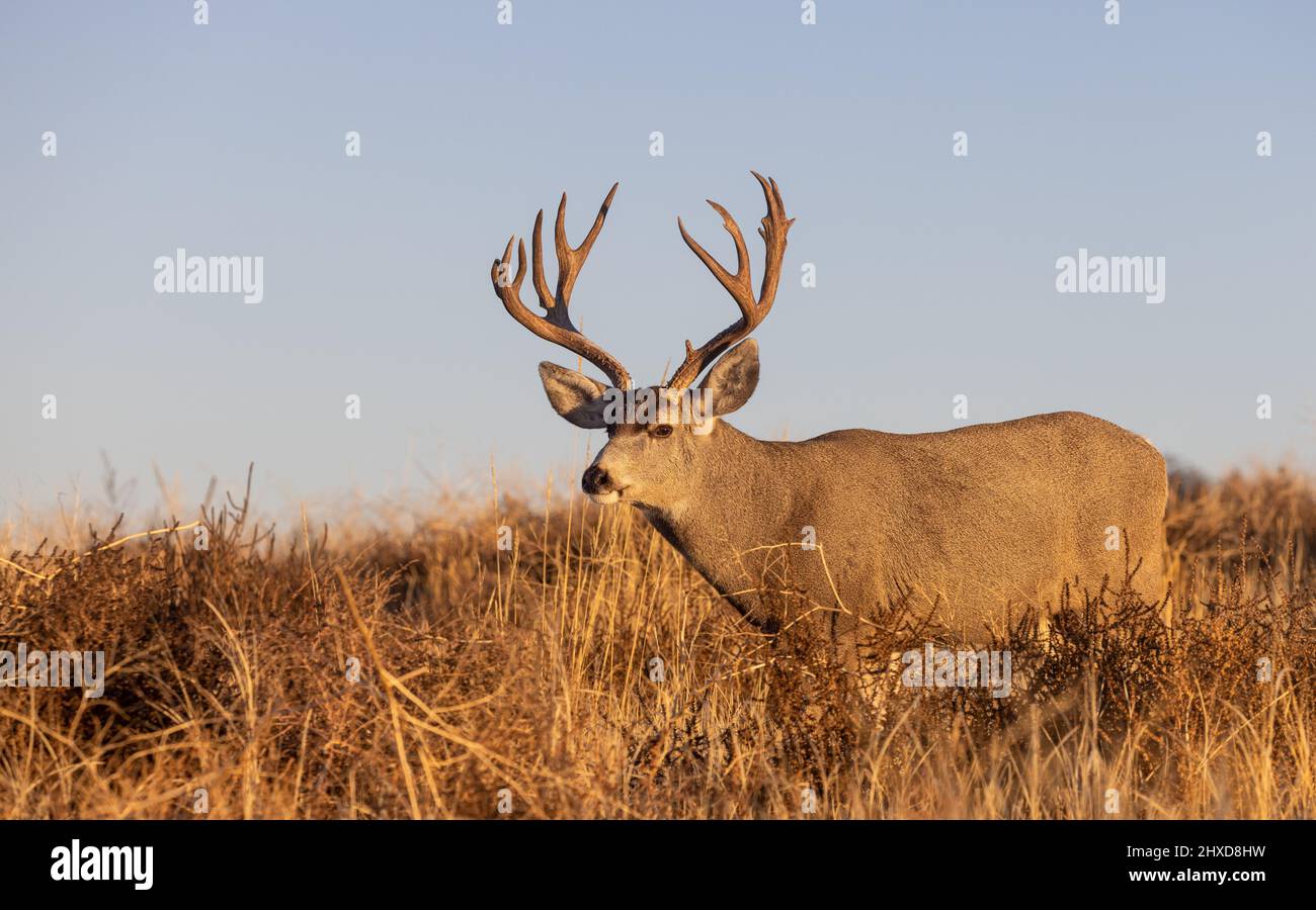 Mule Deer Buck in Autumn in Colorado Stock Photo - Alamy