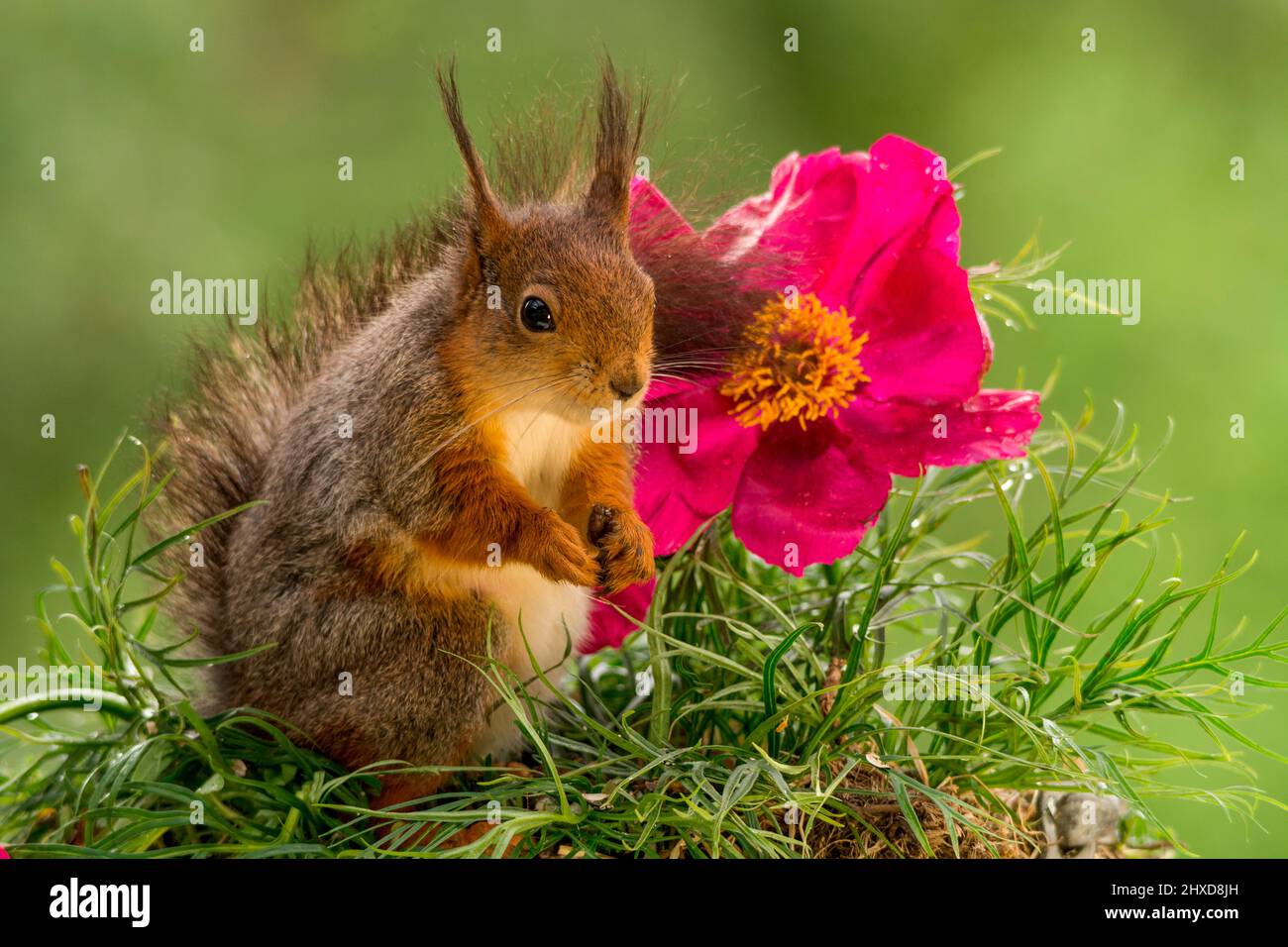 Fern leaf peony hi-res stock photography and images - Alamy