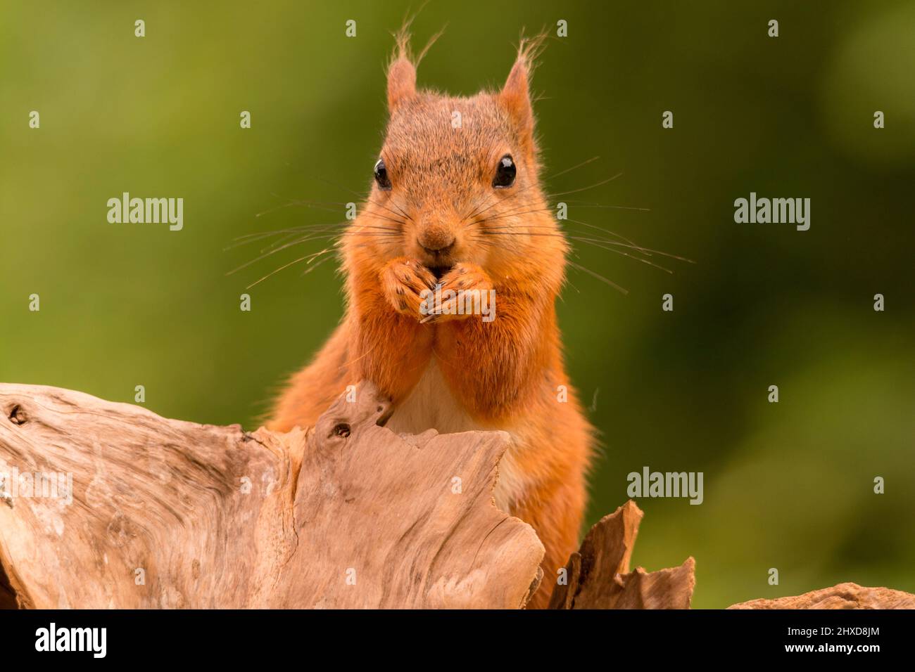 Squirrel looking at me hi-res stock photography and images - Alamy