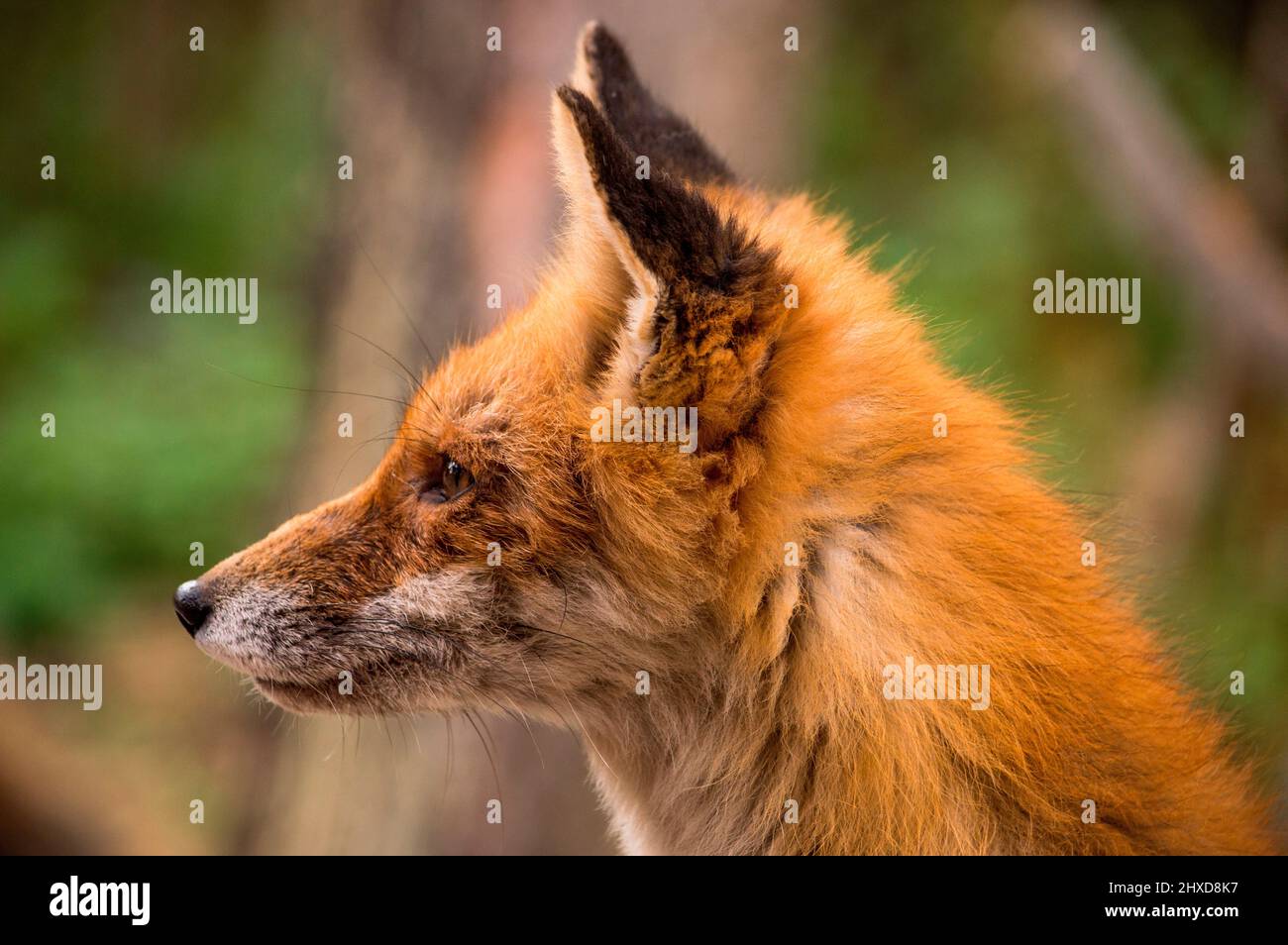 Red fox profile hi-res stock photography and images - Alamy