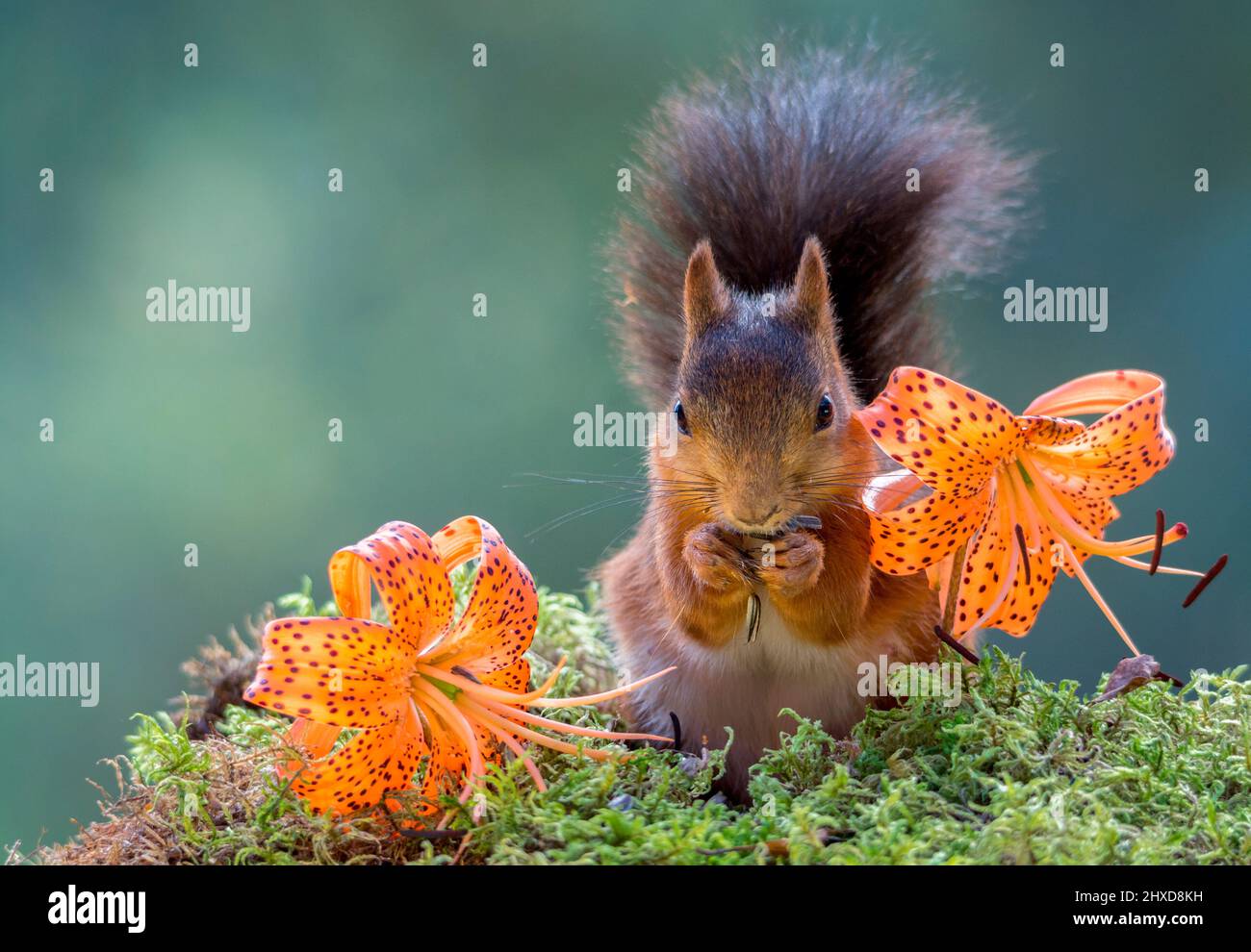 squirrel sitting between tiger lilies Stock Photo - Alamy