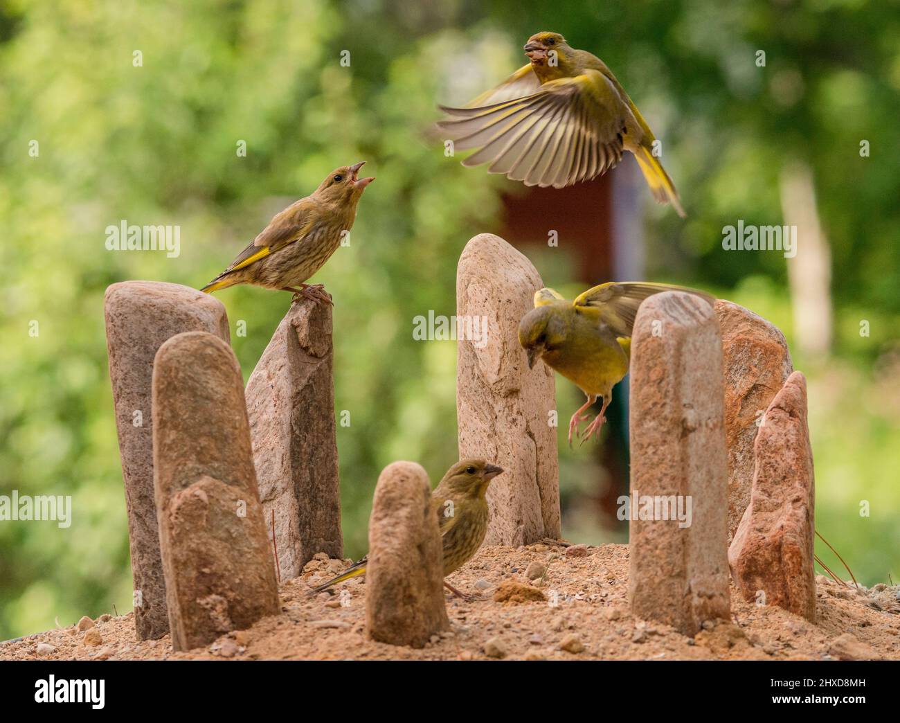 greenfinch families flying in and around a stone sircle Stock Photo - Alamy