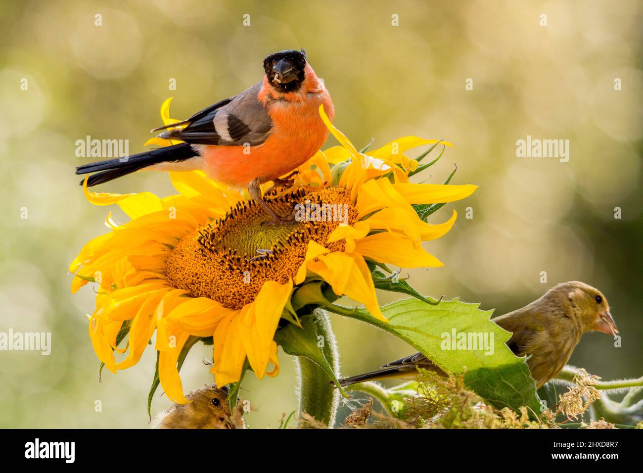 bullfinch on a sunflower with green finch under it Stock Photo - Alamy