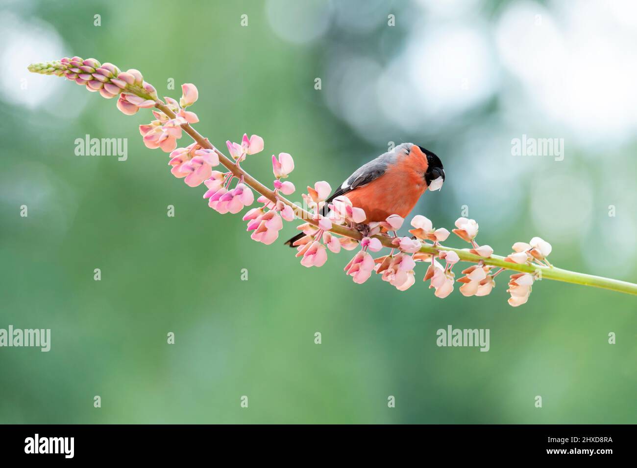 Male bullfinch on an lupine flower hi-res stock photography and images ...