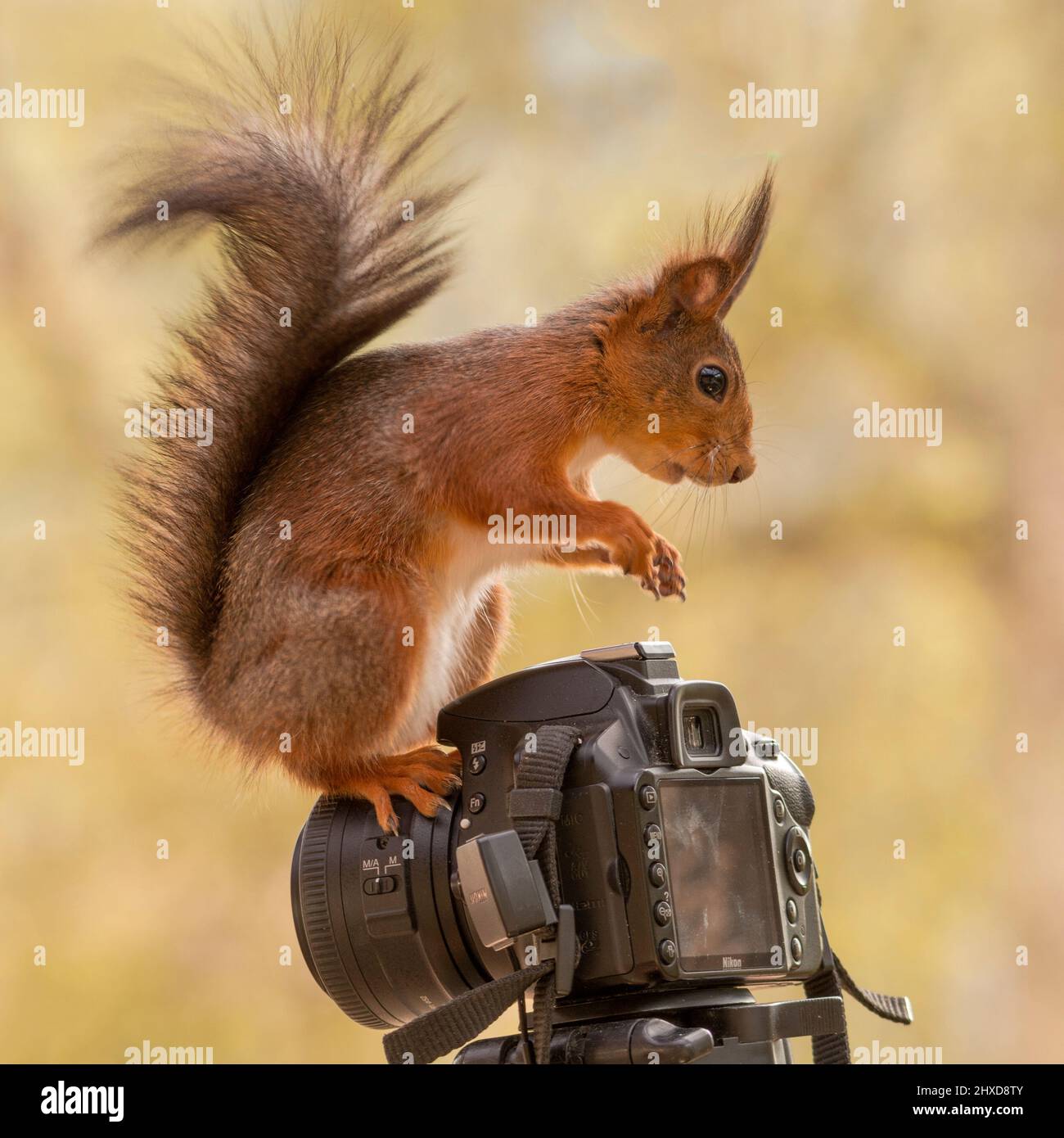 Animal camera tripod hi-res stock photography and images - Alamy