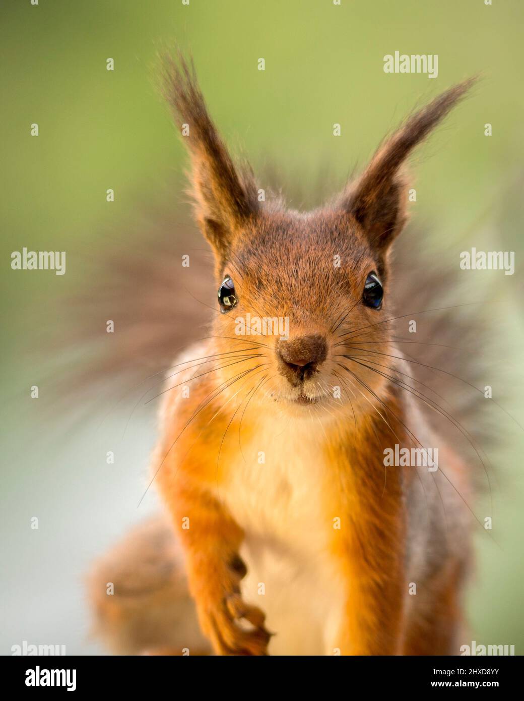 Squirrel looking at camera hi-res stock photography and images - Alamy