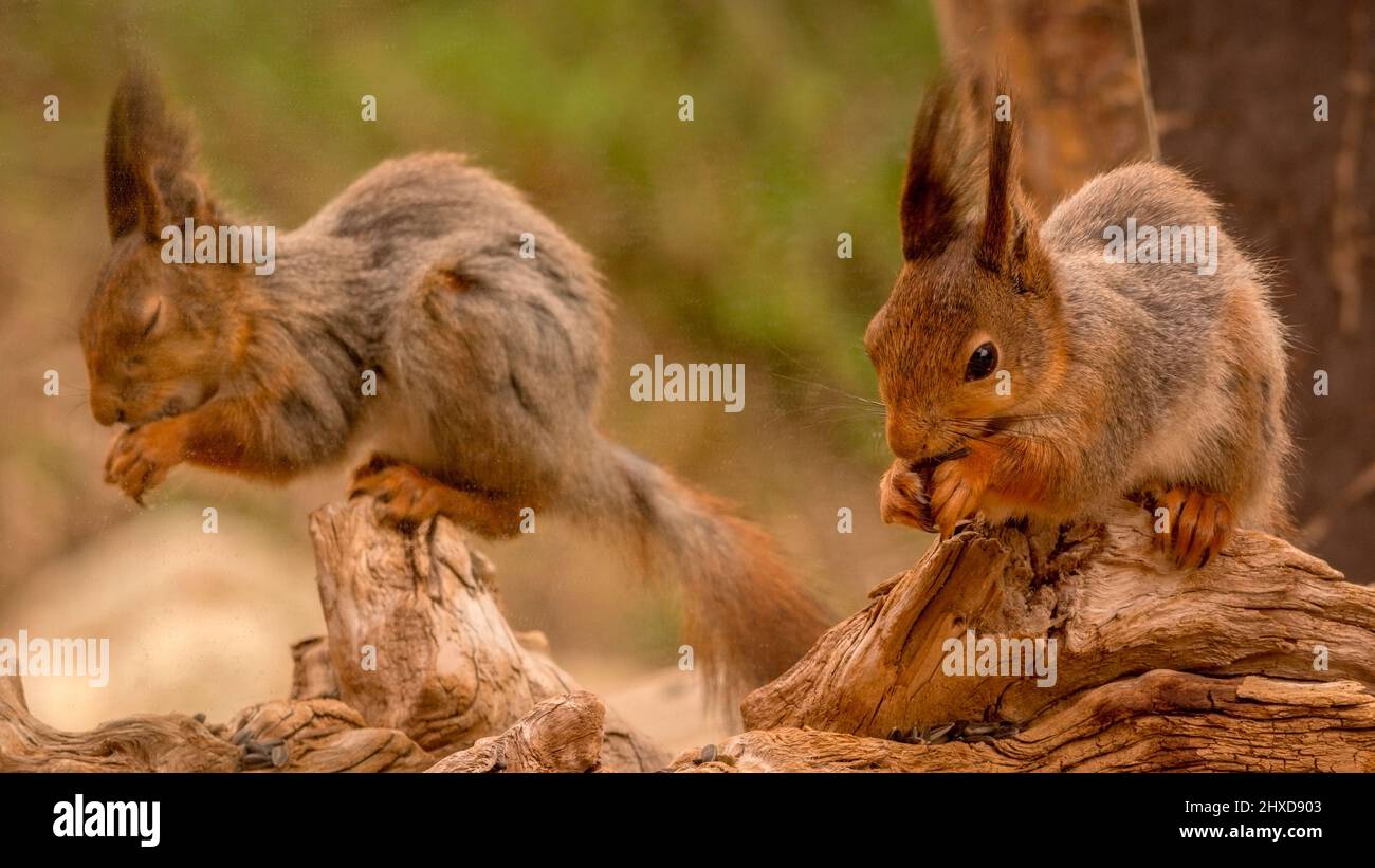 Two trunk tree hi-res stock photography and images - Alamy