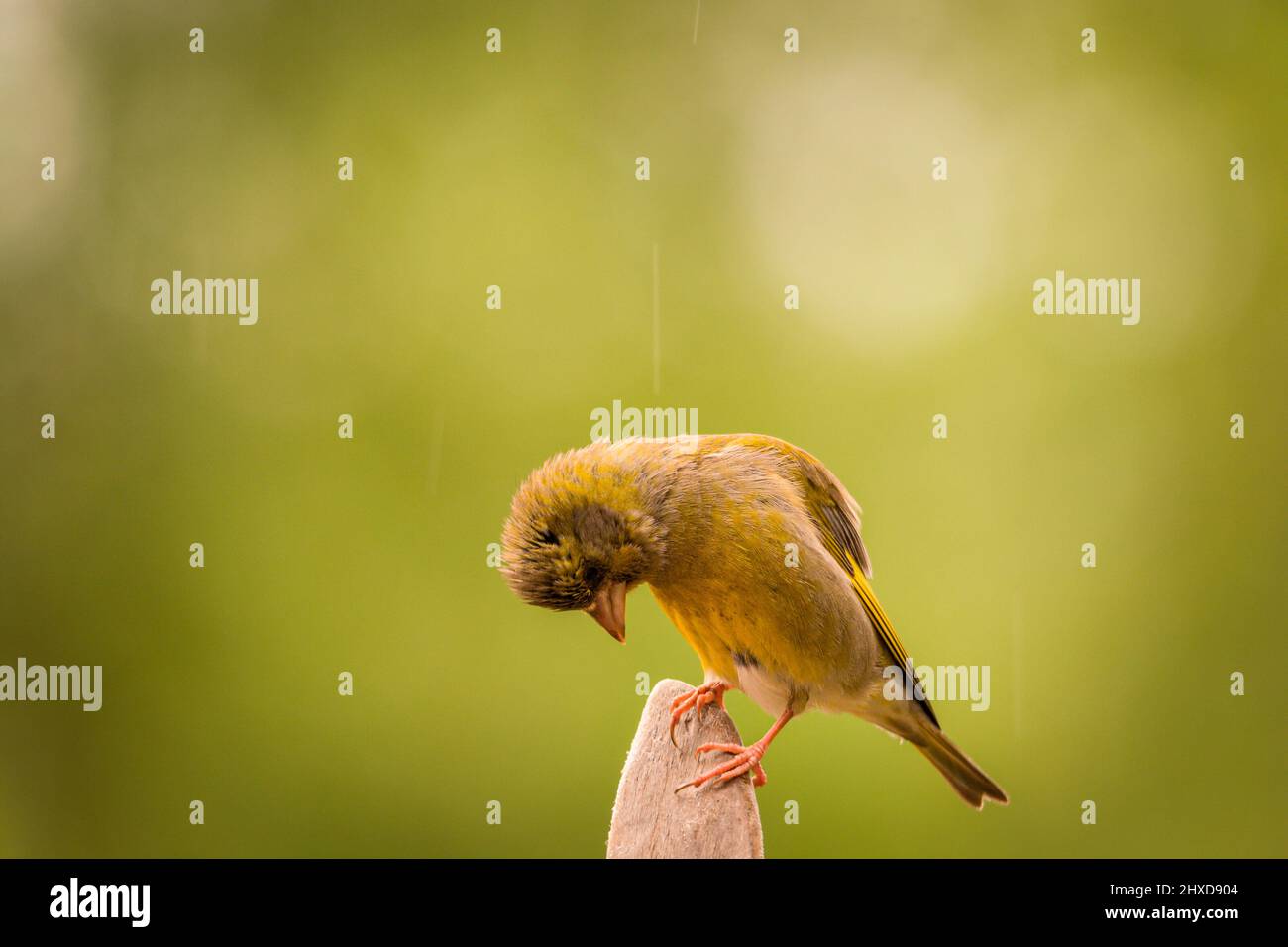 Head up down hi-res stock photography and images - Alamy