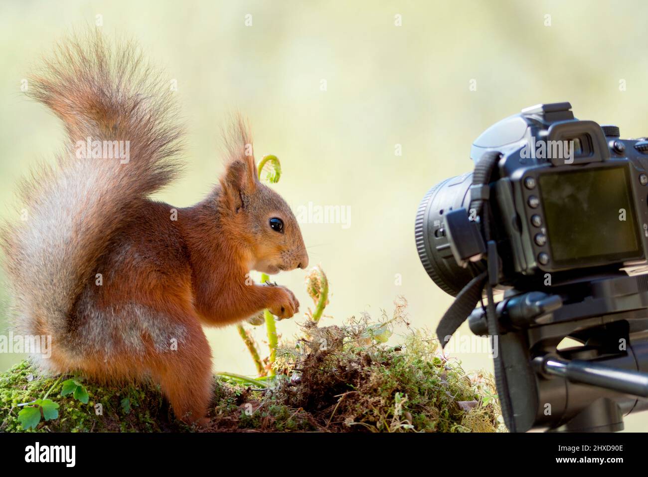 To a camera hi-res stock photography and images - Alamy
