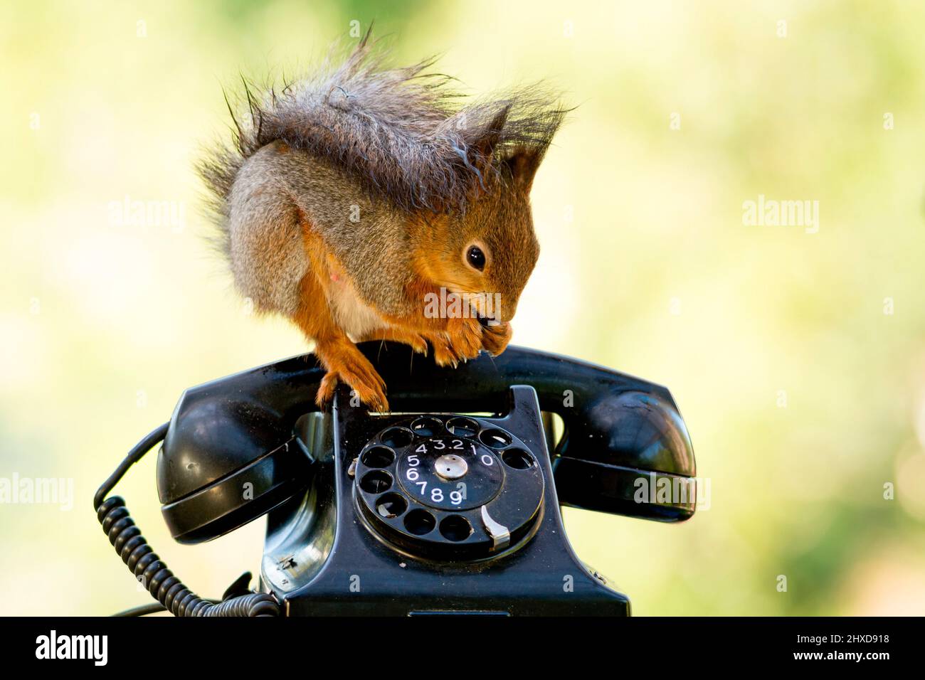 Old squirrel hi-res stock photography and images - Alamy