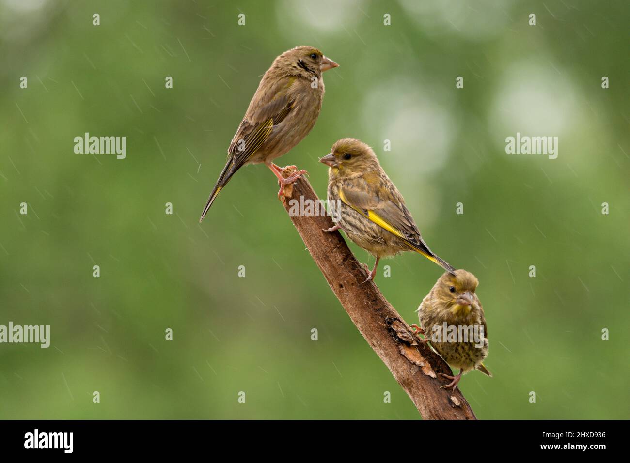 Finch family tree hi-res stock photography and images - Alamy