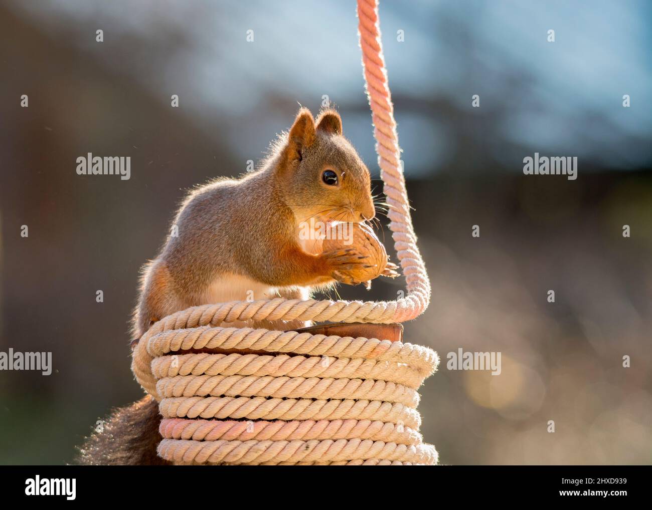 Doug Up Squirrel Gif