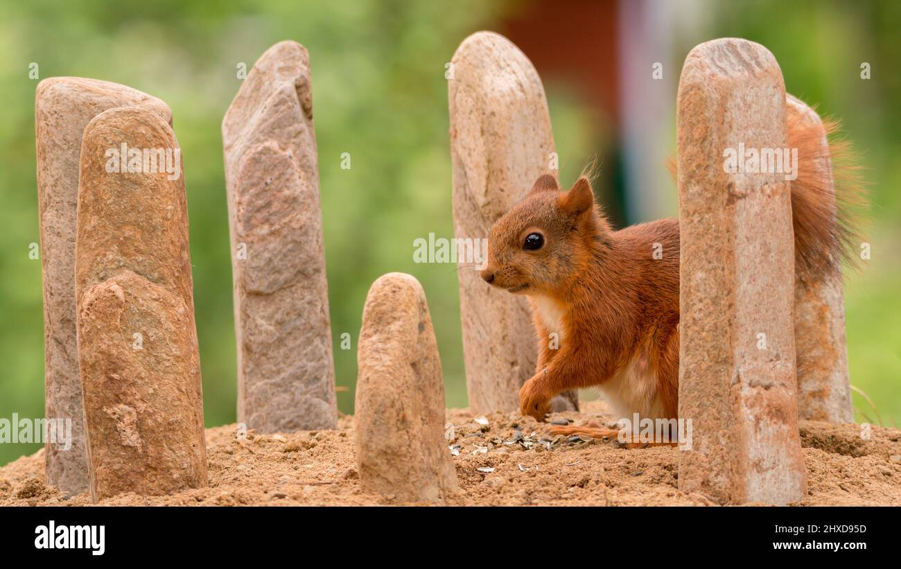 Circle in nature hi-res stock photography and images - Alamy