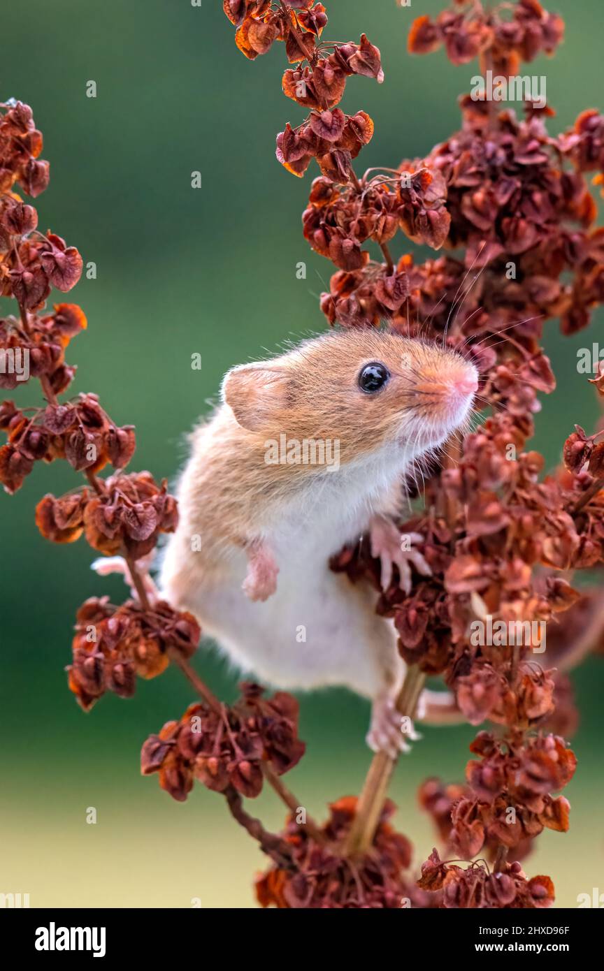 Cute little harvest mice at Dean Mason's 'Windows on Wildlife' woodland ...