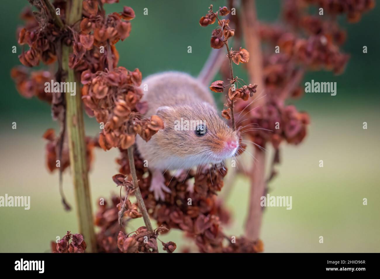 Cute little harvest mice at Dean Mason's 'Windows on Wildlife' woodland ...
