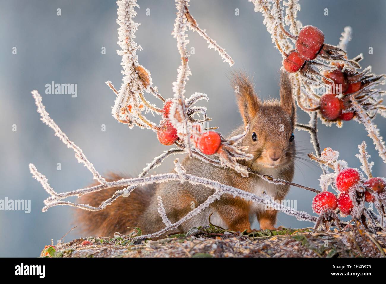 Brier hi-res stock photography and images - Alamy