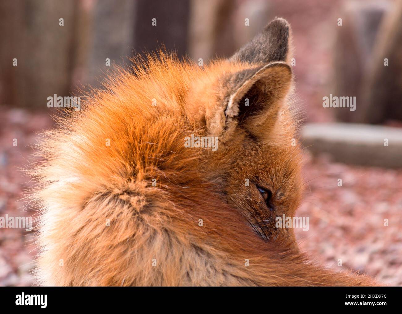 Fox looking up hi-res stock photography and images - Alamy