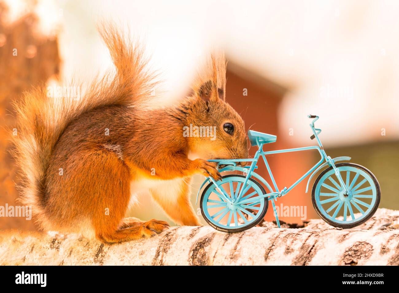 Red squirrel with blue cycle hi-res stock photography and images - Alamy