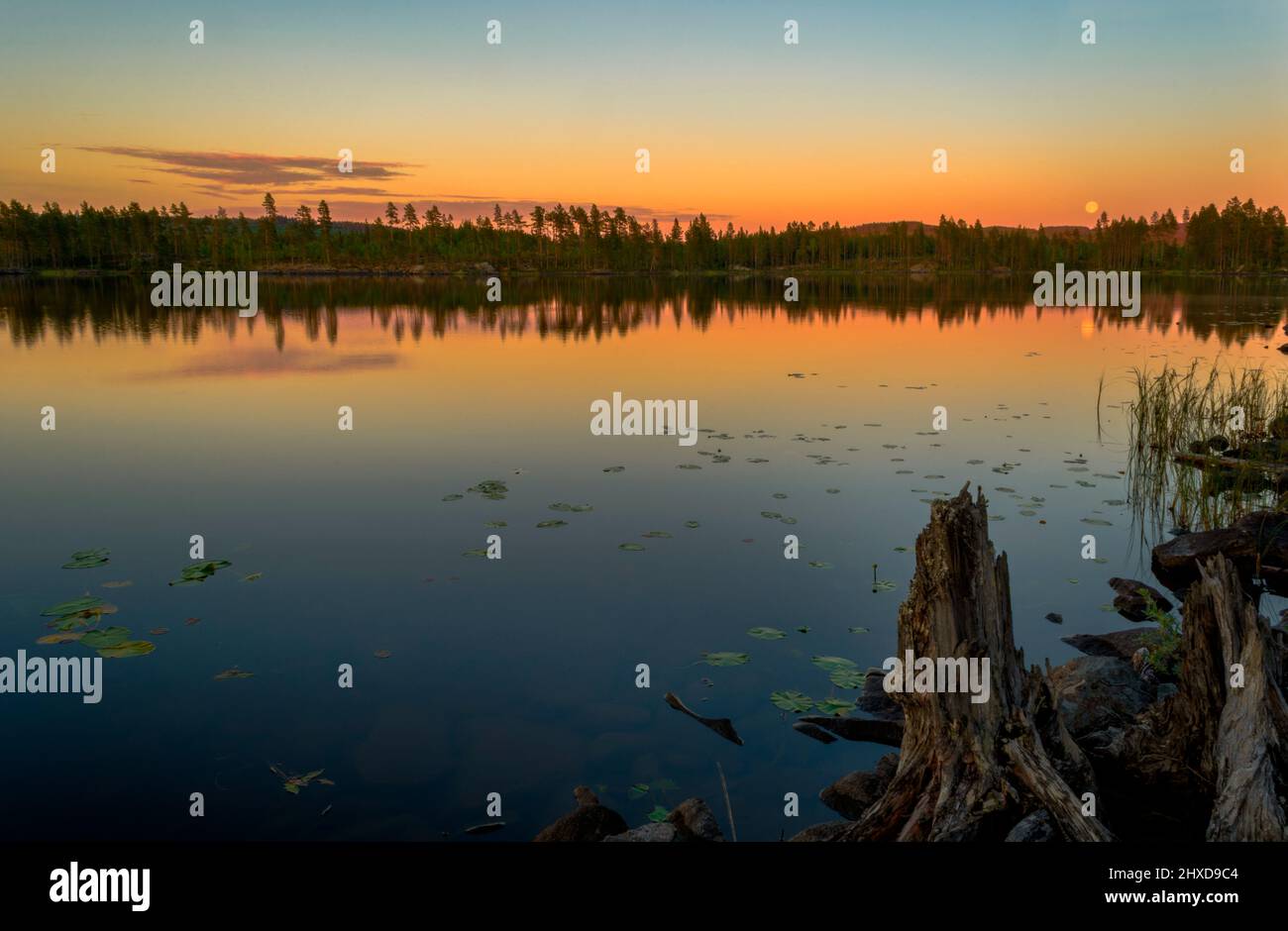 Full moon and pine tree hi-res stock photography and images - Alamy