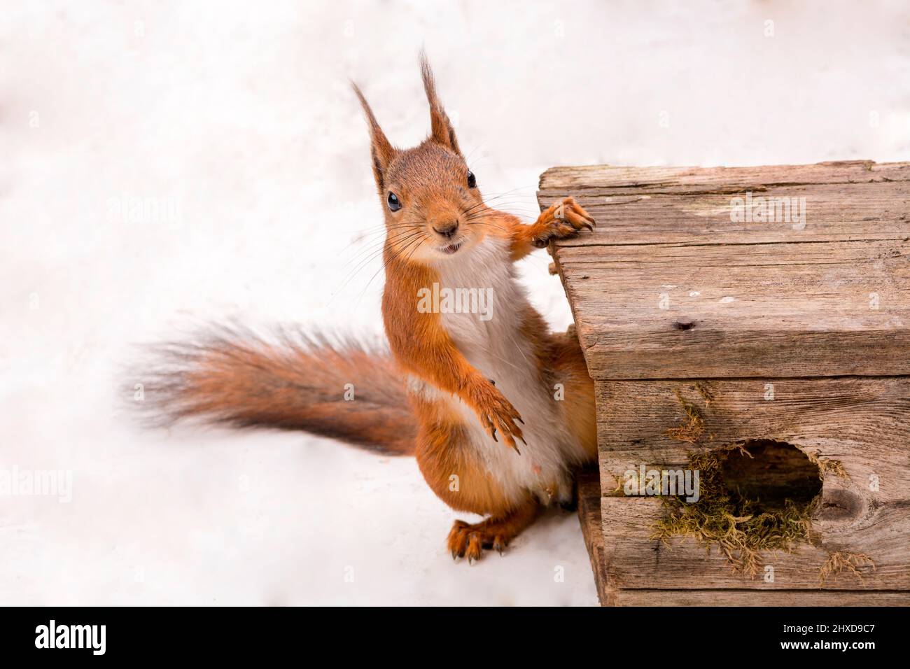 Back of a squirrel hi-res stock photography and images - Alamy