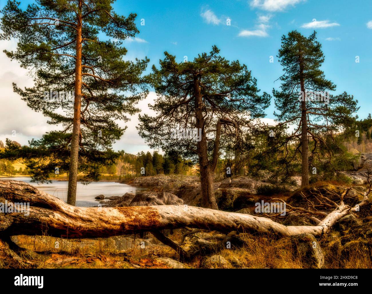 falling tree near a lake Stock Photo - Alamy