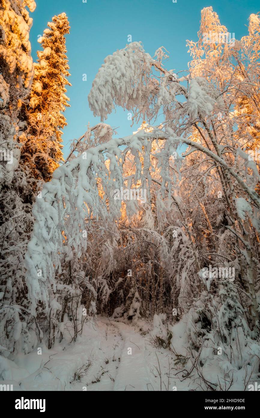 Path under trees with snow in a winter landscape hi-res stock ...