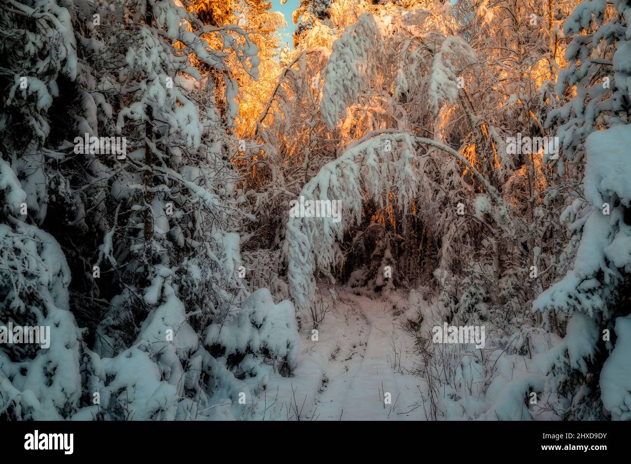 Snow winter path trees hi-res stock photography and images - Alamy