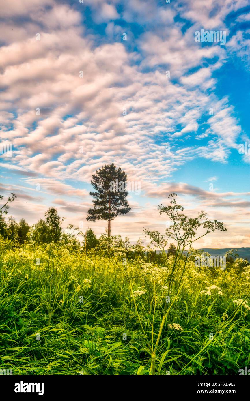 landscape with tree and clouds Stock Photo - Alamy