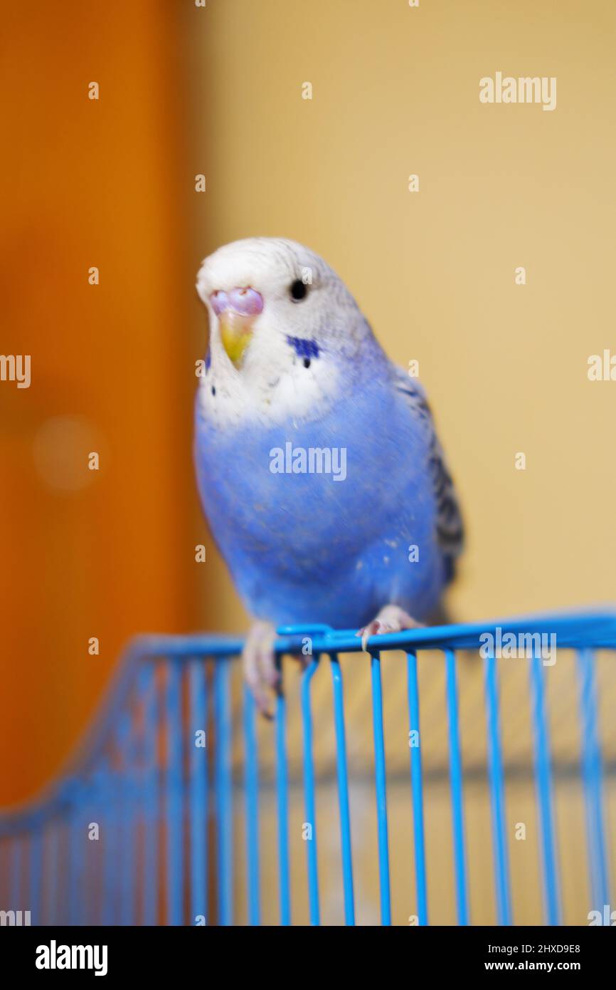 Blue bird cage hi-res stock photography and images - Alamy