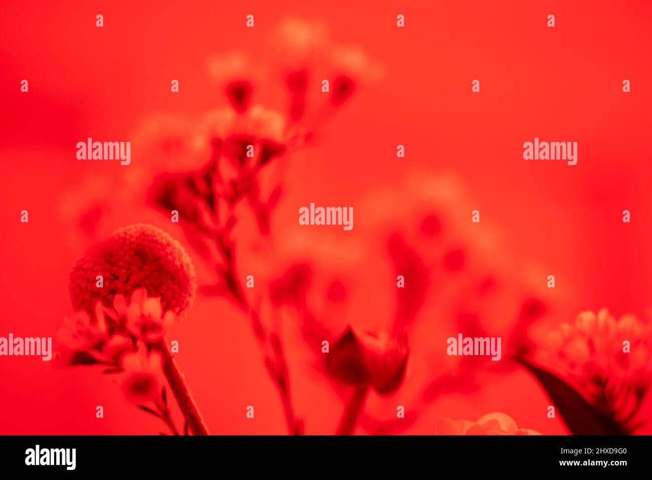 Flowers, red light Stock Photo - Alamy