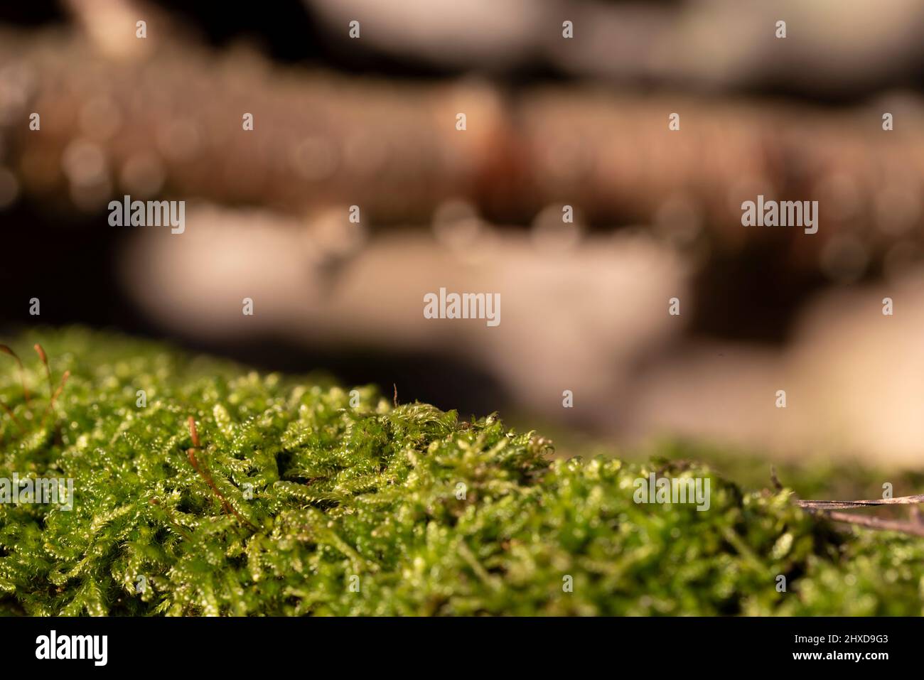 Extreme close up moss hi-res stock photography and images - Alamy