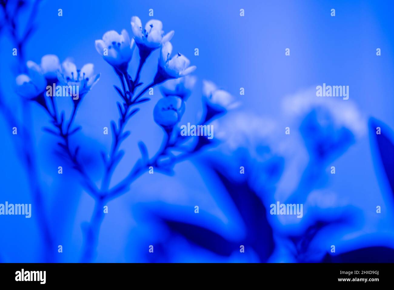 Flower, blue light Stock Photo - Alamy