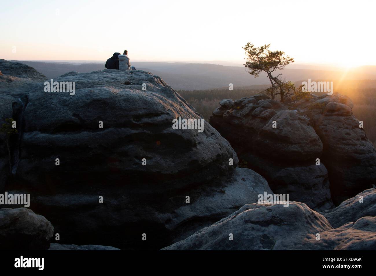Pine tree setting hi-res stock photography and images - Alamy