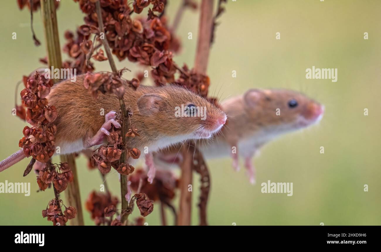 Cute little harvest mice at Dean Mason's 'Windows on Wildlife' woodland ...