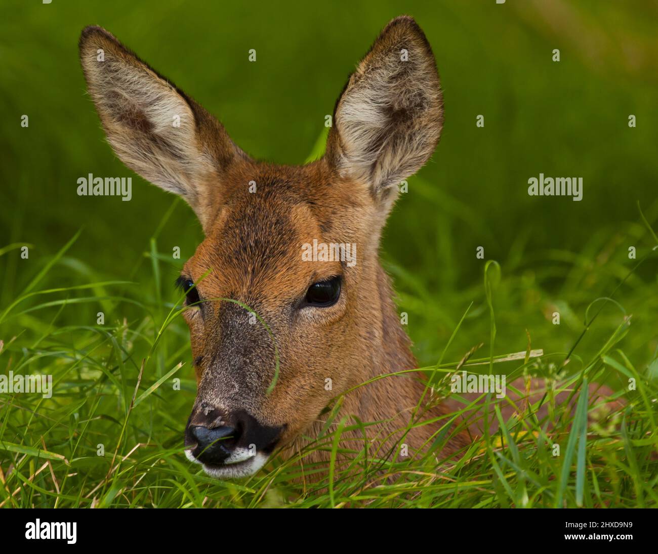 Close up of young Roe deer (Capreolus capreolus) laying in long grass ...
