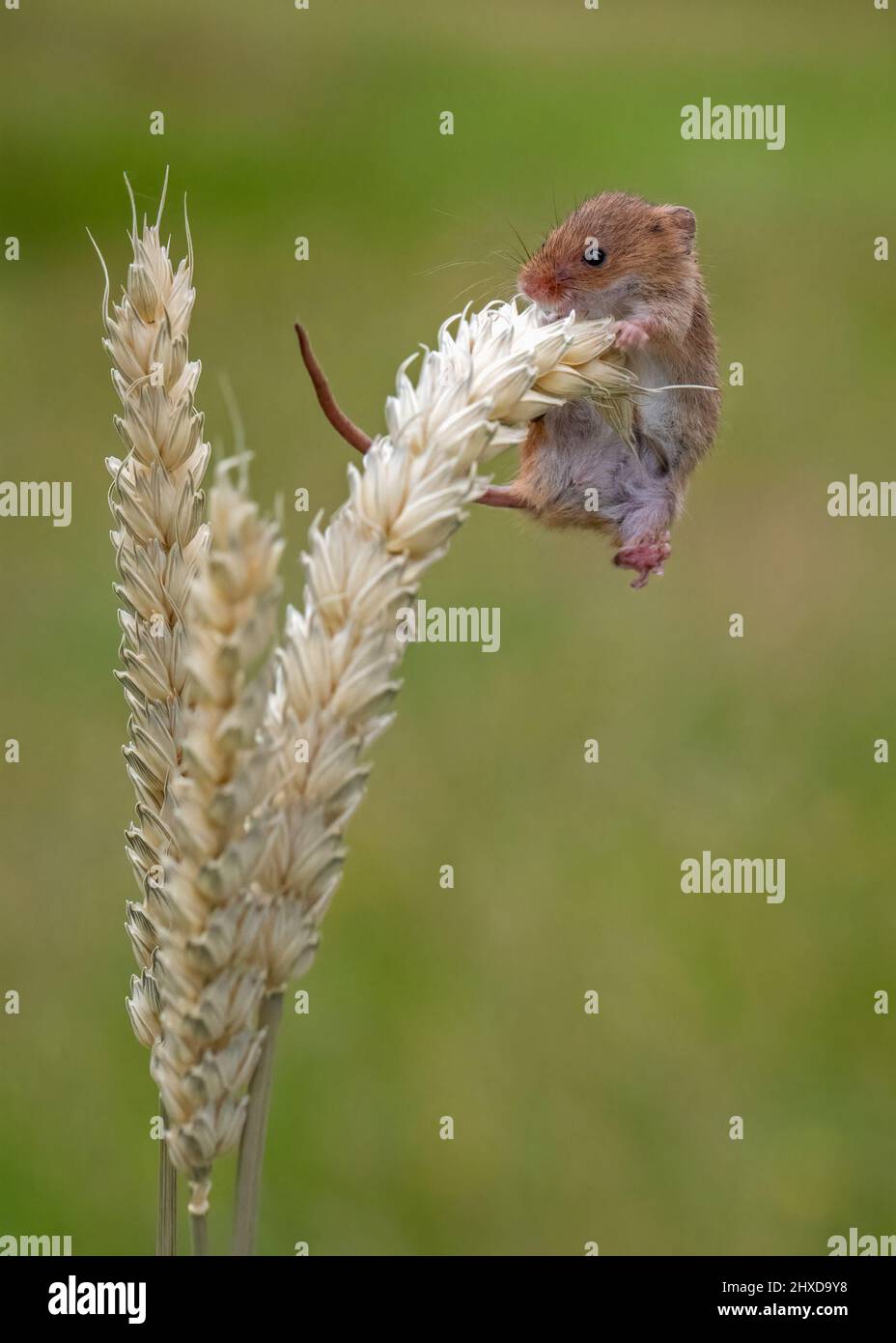 Cute little harvest mice at Dean Mason's 'Windows on Wildlife' woodland ...
