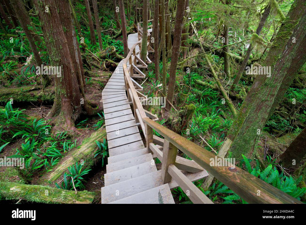 Wooden path through rainforest, Rainforest Trail, Pacific Rim National ...