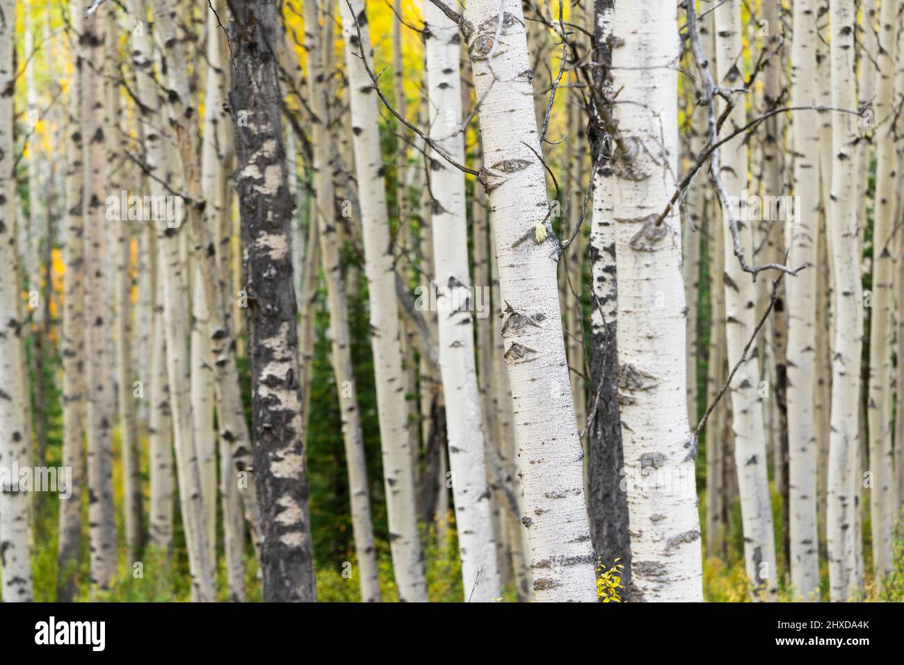 Aspen trees aspen forest jasper hi-res stock photography and images - Alamy