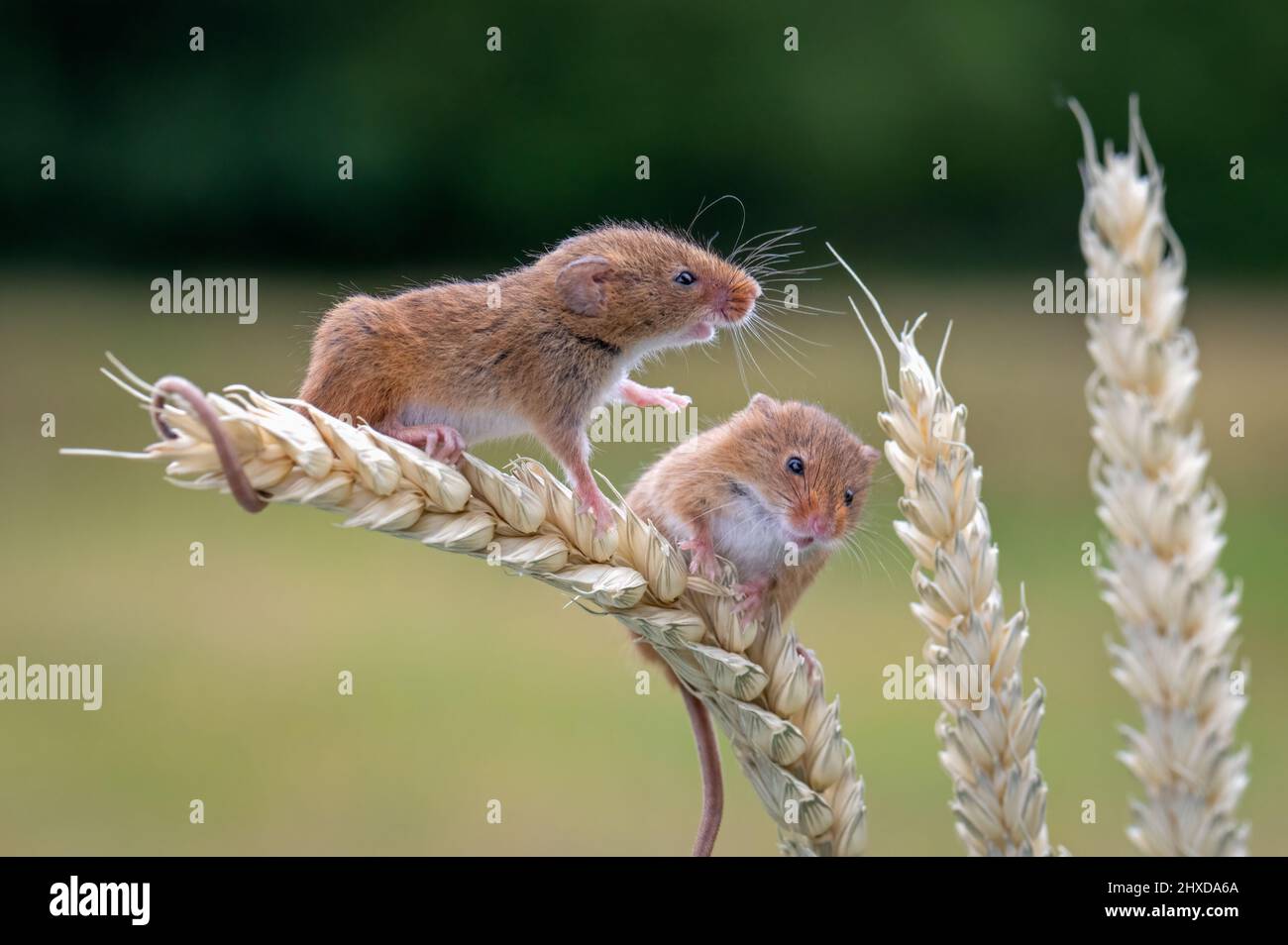 Cute little harvest mice at Dean Mason's 'Windows on Wildlife' woodland ...