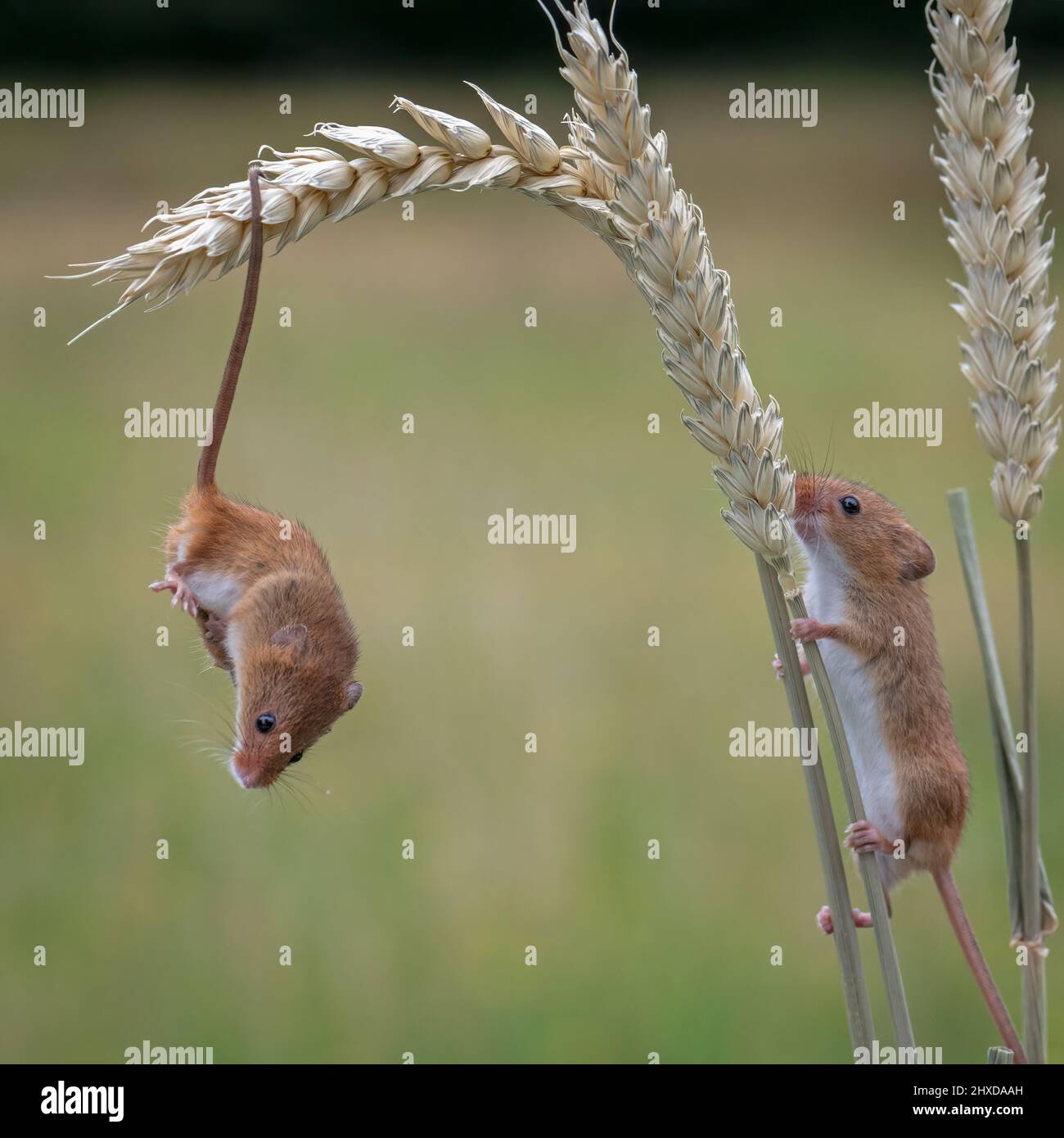 Cute little harvest mice at Dean Mason's 'Windows on Wildlife' woodland ...