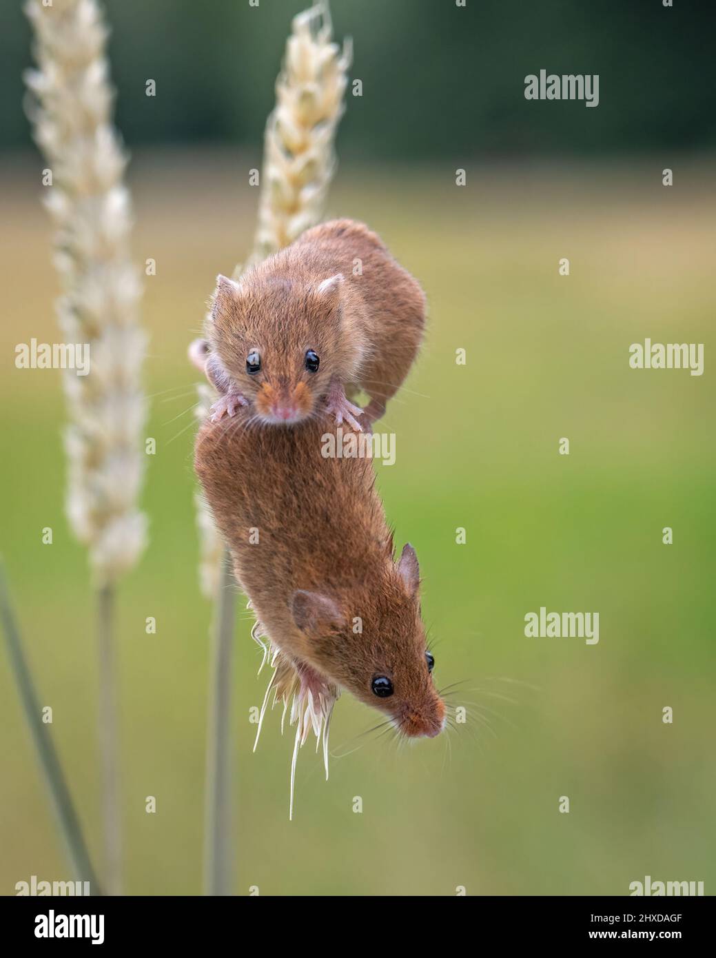 Cute little harvest mice at Dean Mason's 'Windows on Wildlife' woodland ...