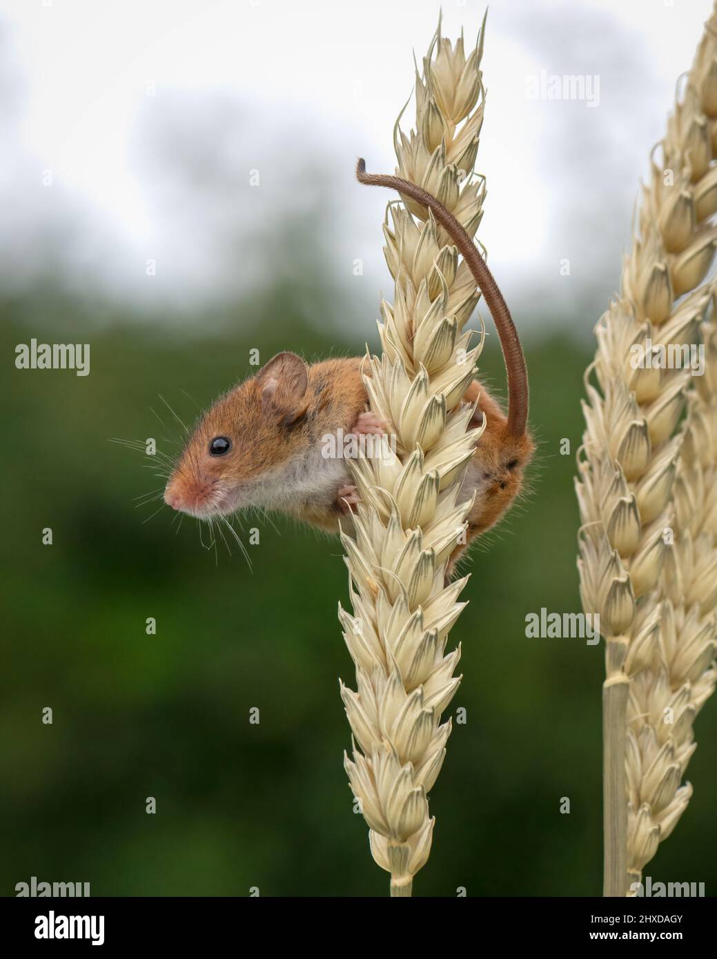 Cute little harvest mice at Dean Mason's 'Windows on Wildlife' woodland ...