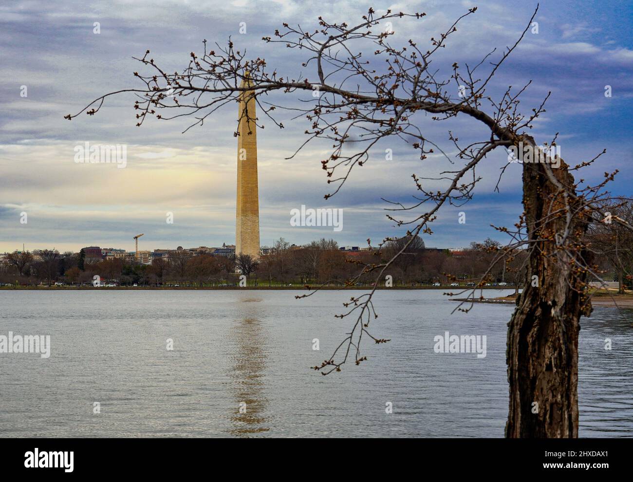Washington Monument seen from behind a dead tree at the Jefferson ...