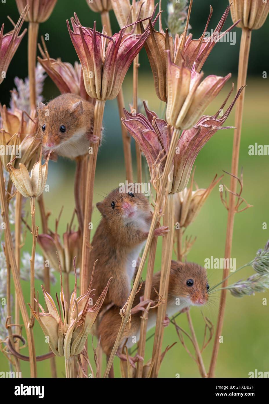 Cute little harvest mice at Dean Mason's 'Windows on Wildlife' woodland ...