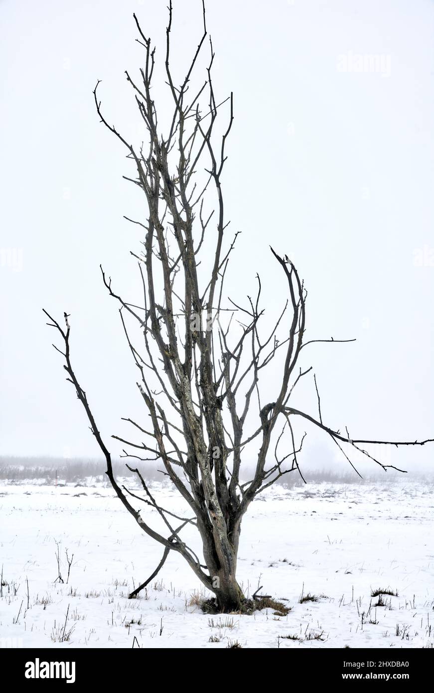 Winter, tree, fog, hoarfrost, frost, snow, chorn hedge, Rhön, Bavaria ...